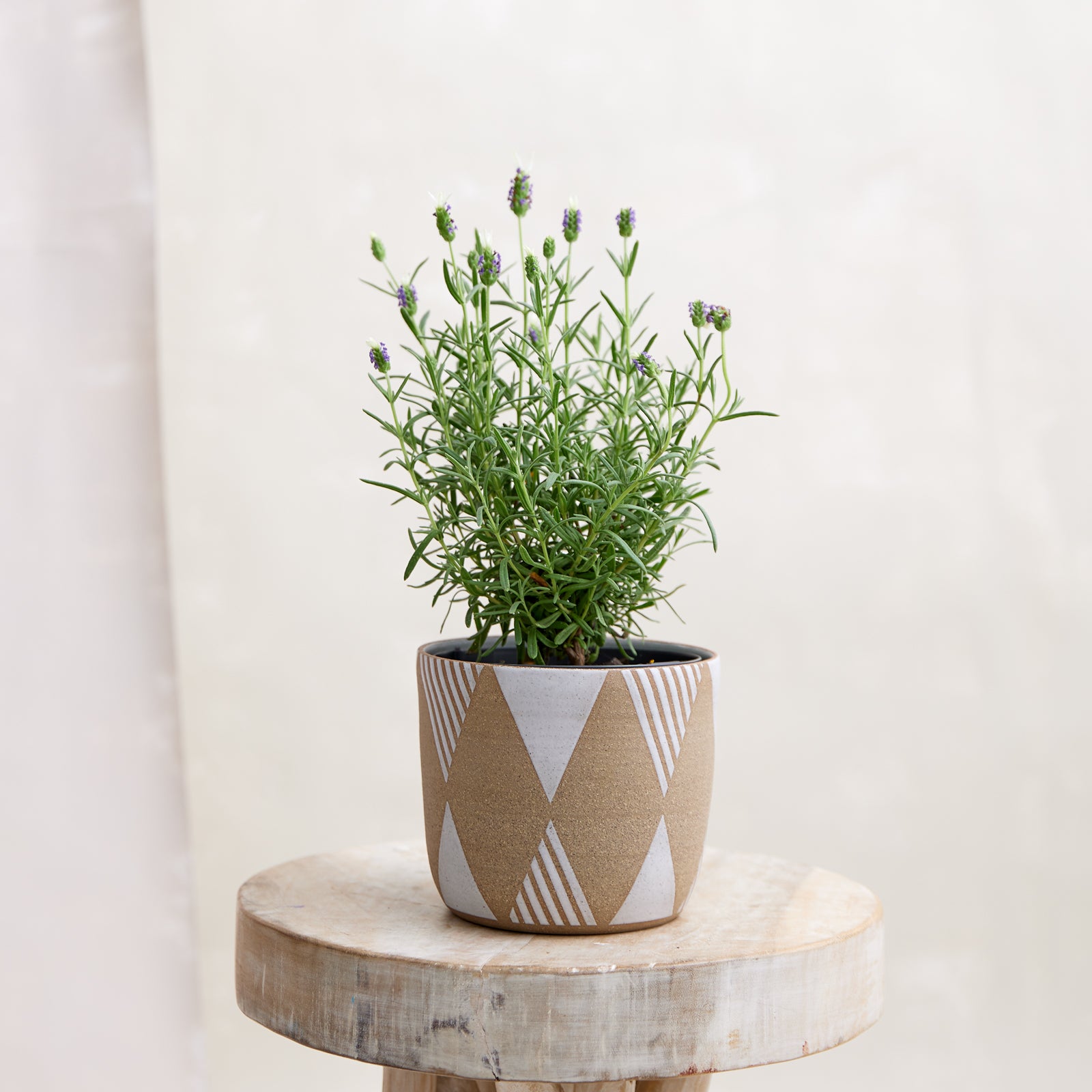 Handmade Ceramic Planter Pots – Birdrock Ceramics